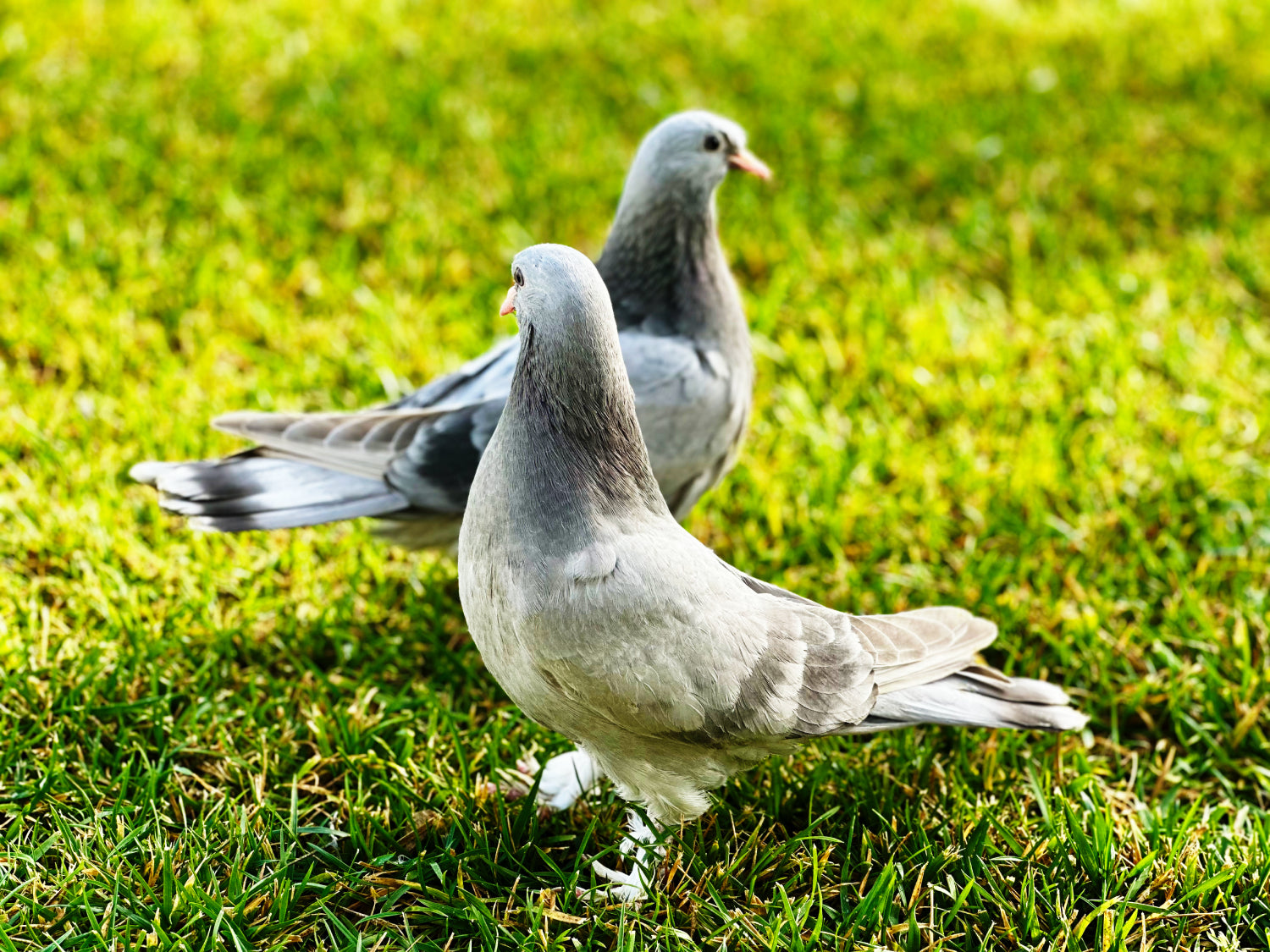 PigeonBLOG – TumblerPigeons.com