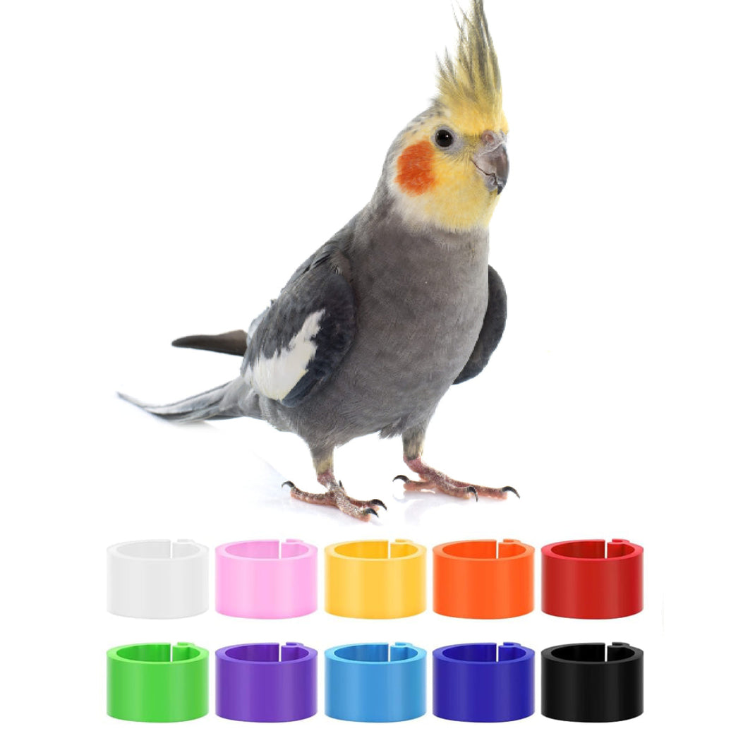 Cockatiel Leg Bands | Custom Cockatiel Leg Bands | Bulk Wholesale Bands ...
