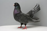 Roller Pigeons For Sale | Donek Pigeons | Spinners Pigeons | Butterfly ...