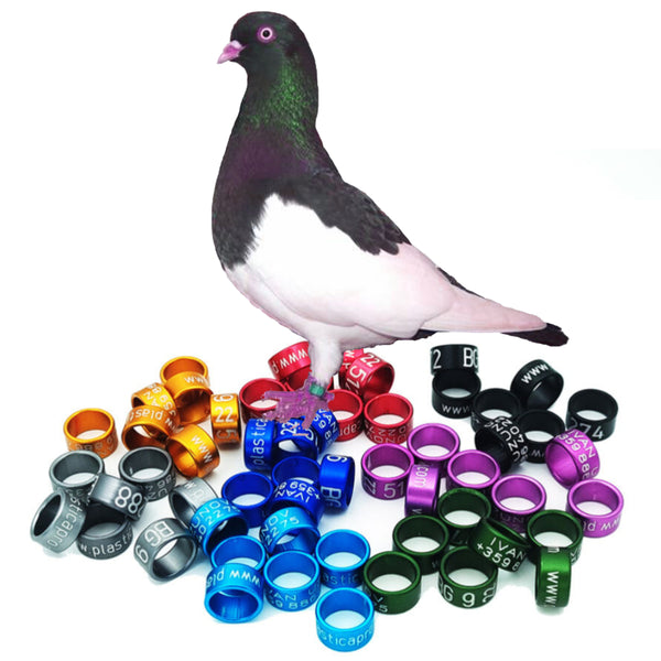 Personalized Leg Bands for Old German Tumbler Pigeons – TumblerPigeons.com