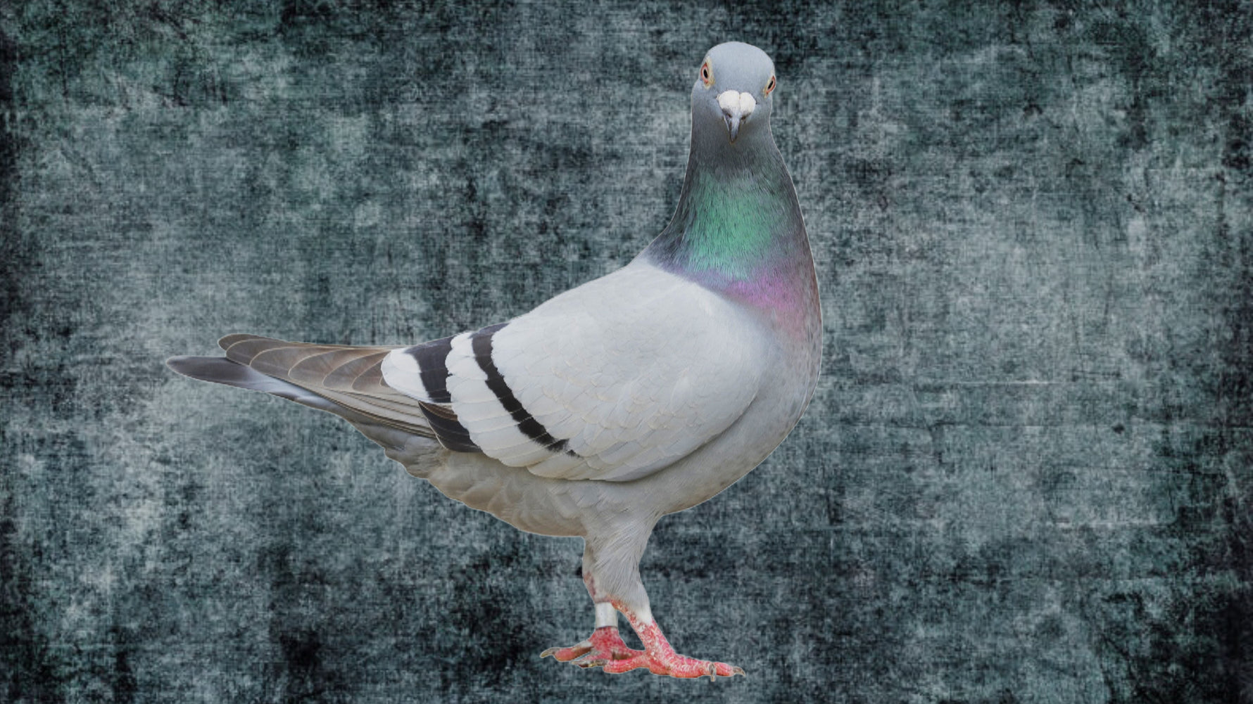 Tumbler Pigeons, Pigeon Bands, Bird Bands, Wholesale Pigeon Supplies ...